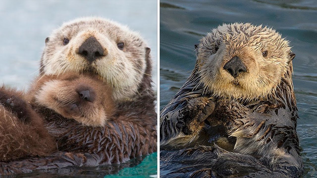 Otter and cat at stay at home was interesting - YouTube