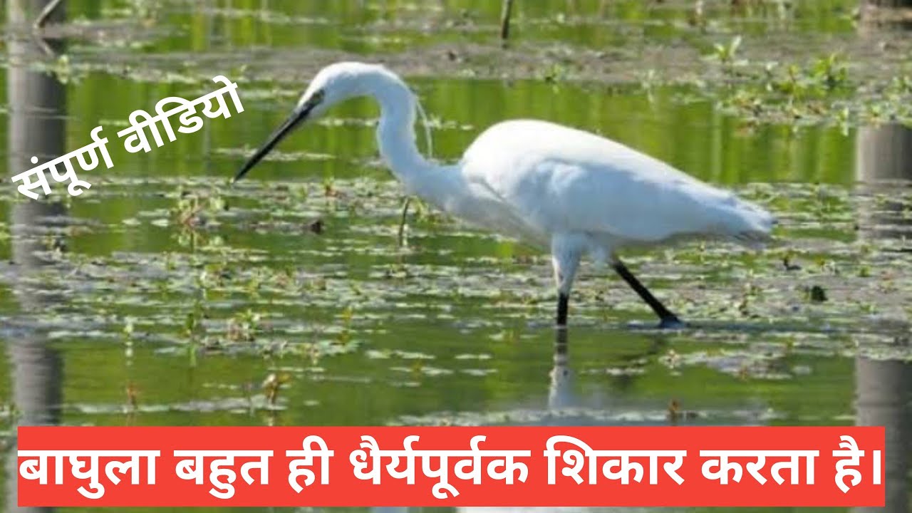 bagula kitne prakar ke hote hain l bagula khane se kya hota hai D ...