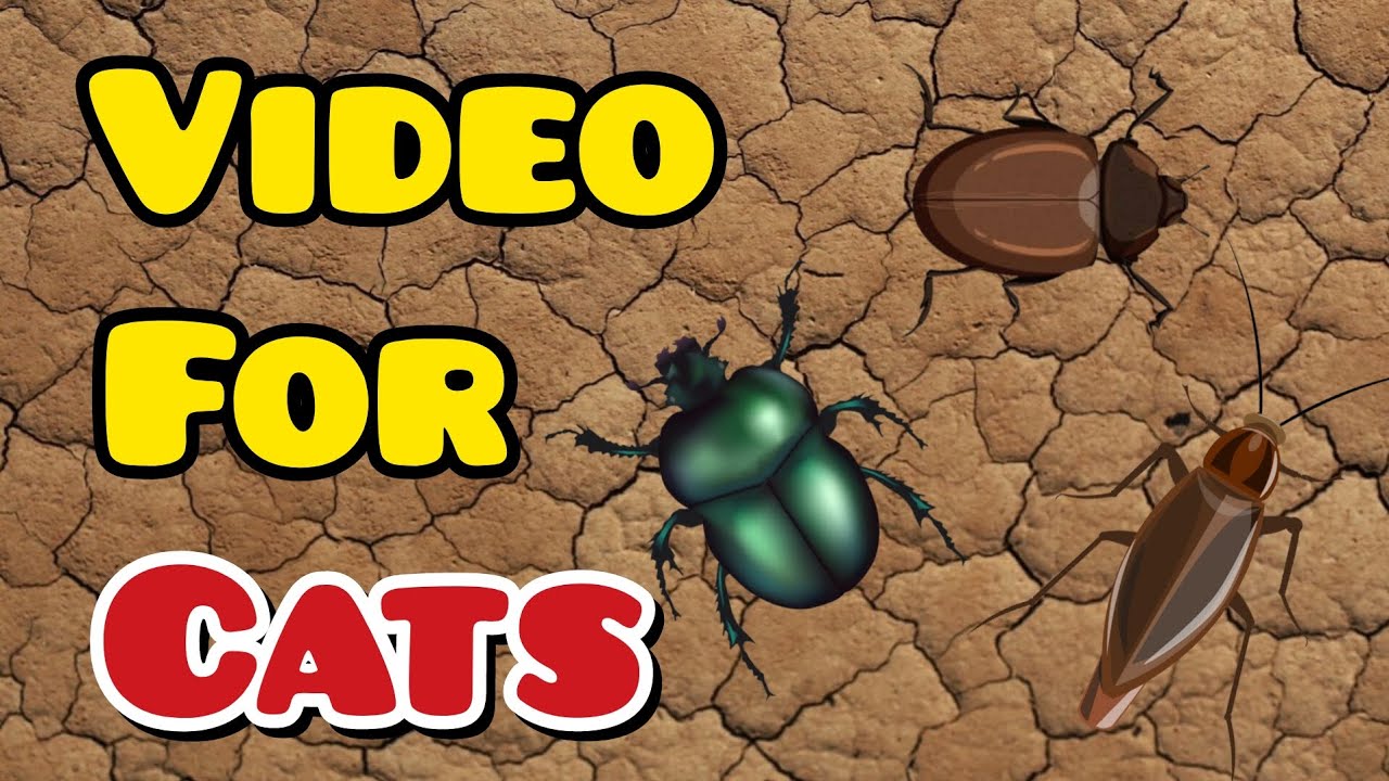 Colorful Moving Beetles in the Desert 🪲 | Stunning Bug Movements ...