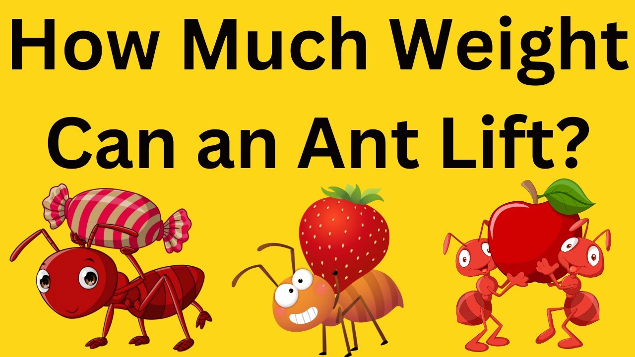 How Much Weight an Ant Can Lift | Ants Carry 50 Times More Weight Than ...