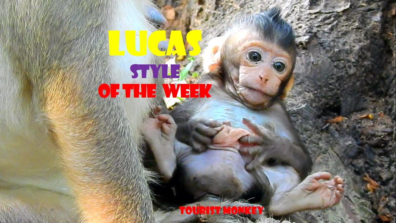 OMG perfect style of the week, Supersuper cute baby Lucas,Tourist ...