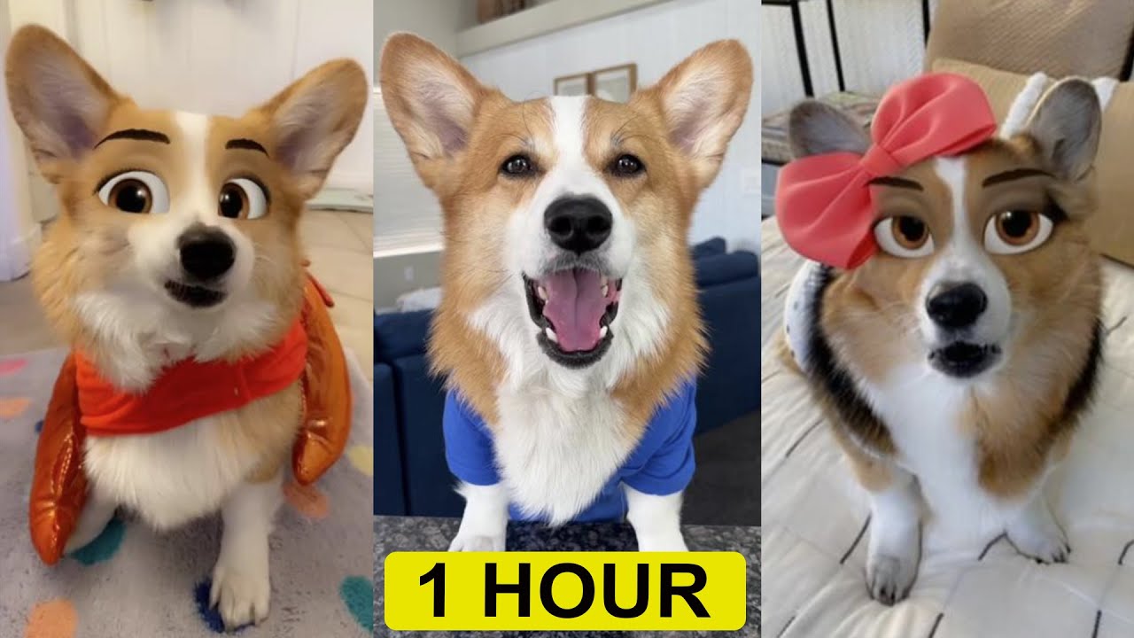 *1 HOUR* Hammy & Olivia TikTok Videos | New Hammy and Olivia Funny ...