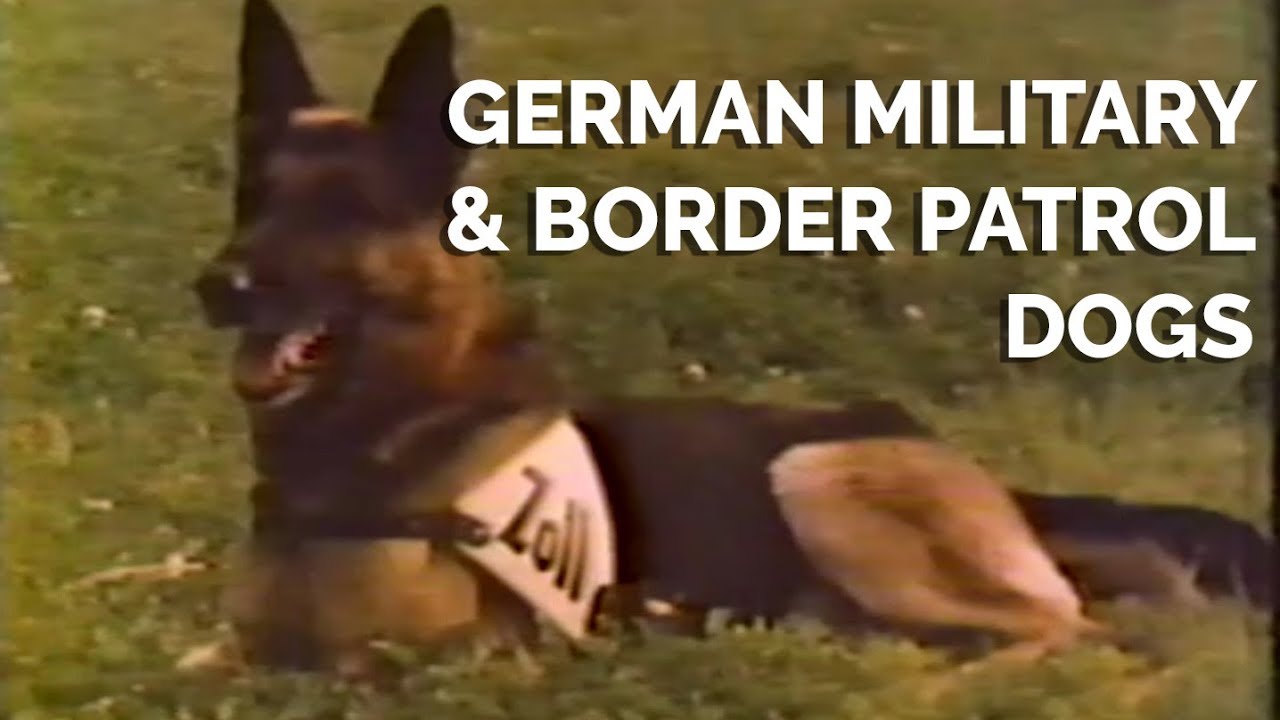 German Military & Border Patrol Dogs - YouTube
