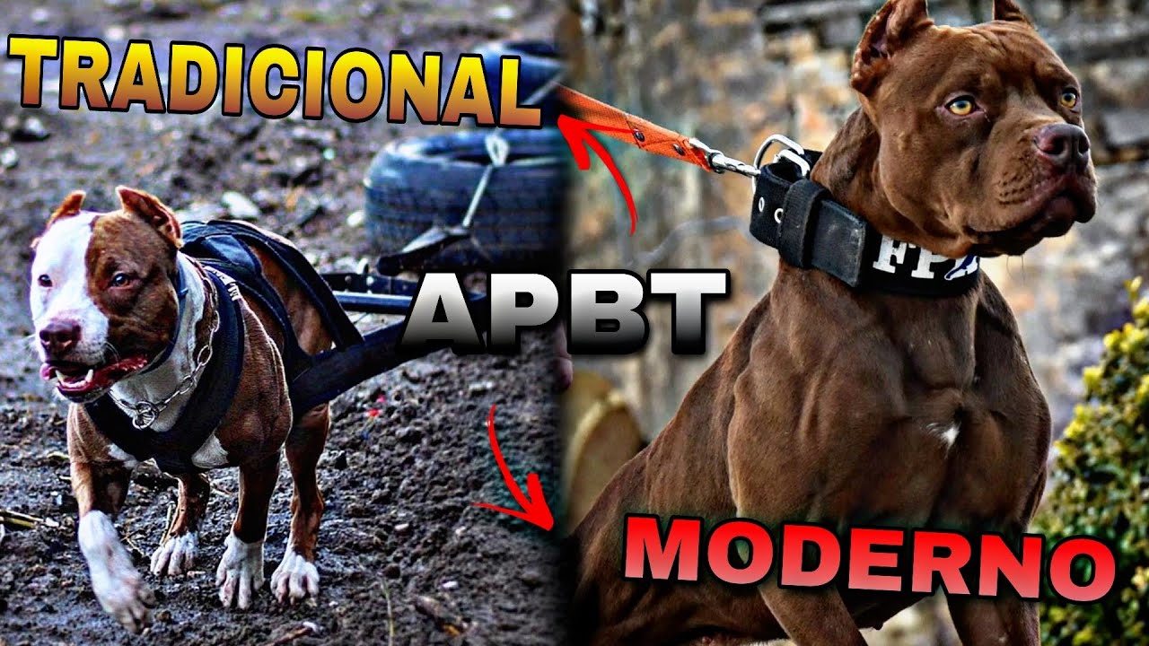 PITBULL TRADICIONAL É MODERNO - YouTube
