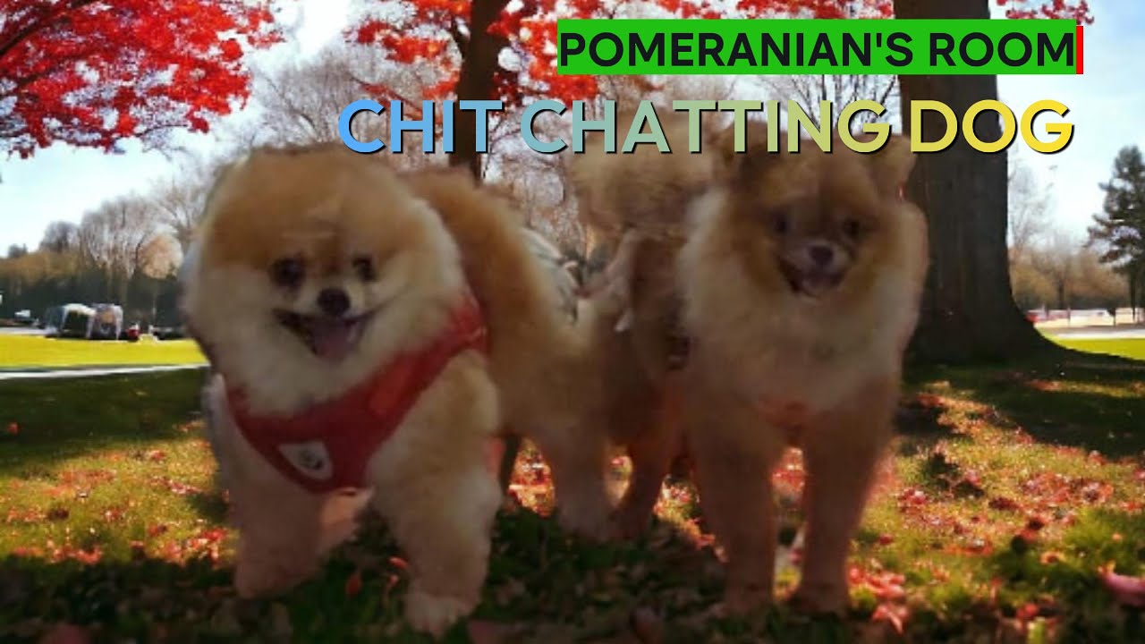 CHIT CHATTING DOG - YouTube