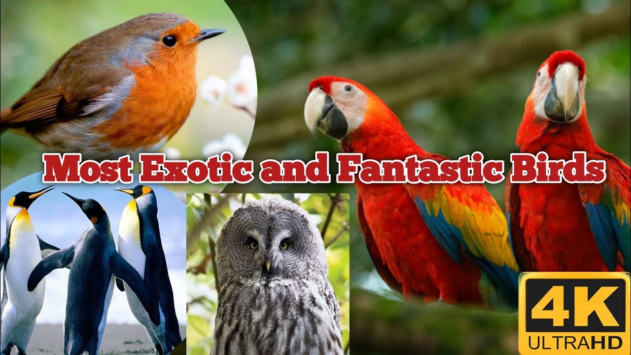 Amazing birds | 4K Ultra HD - YouTube
