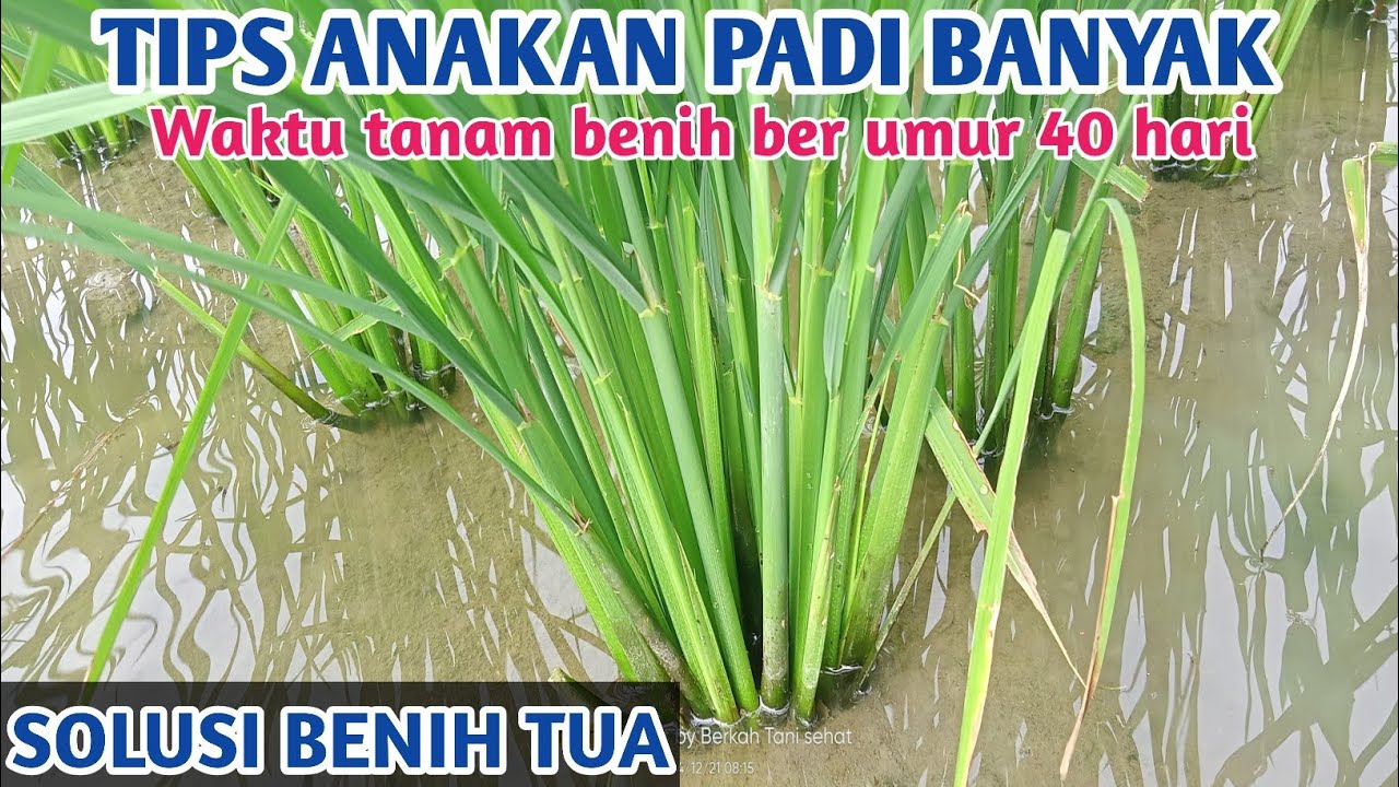 TIPS ANAKAN PADI BANYAK usia Benih tua 40 hari - YouTube