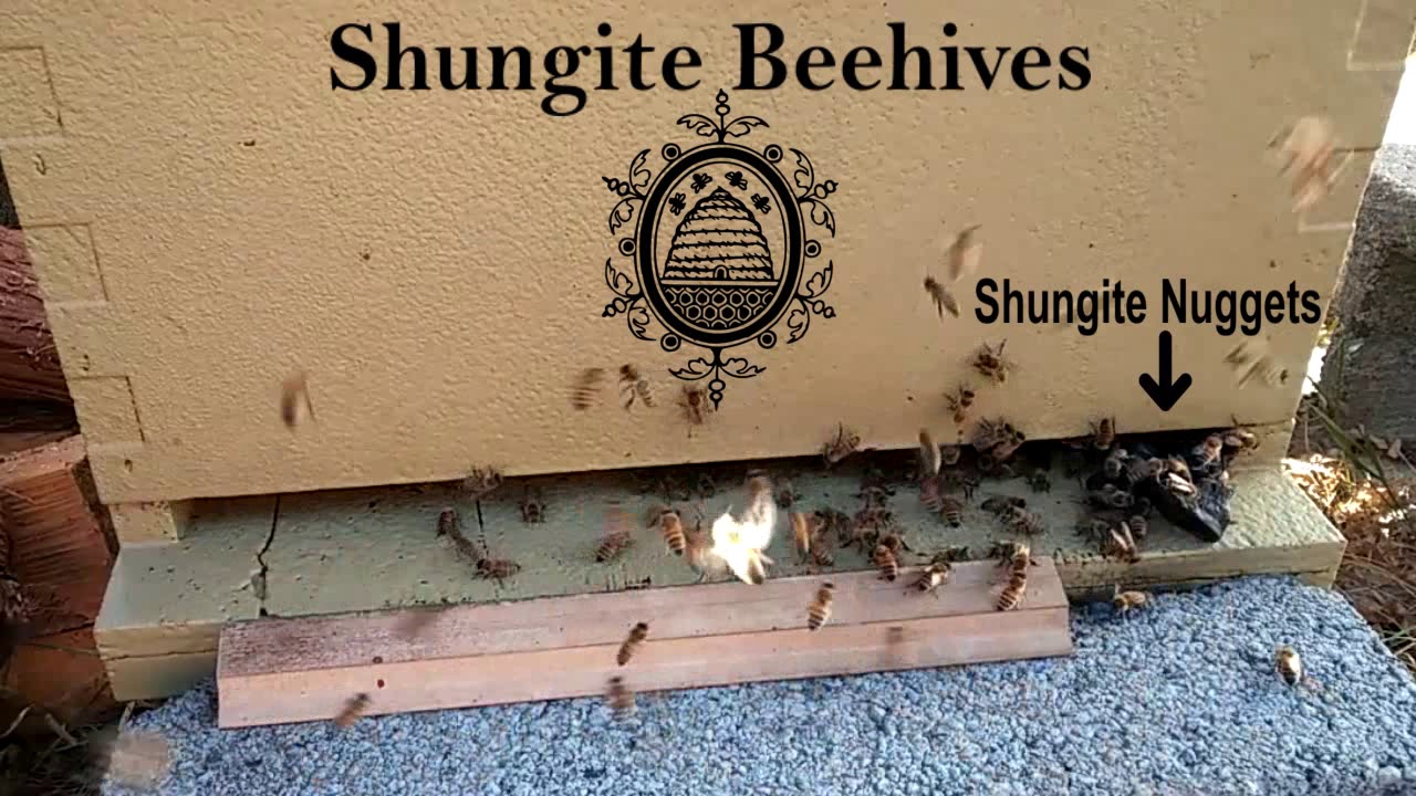 Shungite Bees Loving their Shungite nuggets! - YouTube