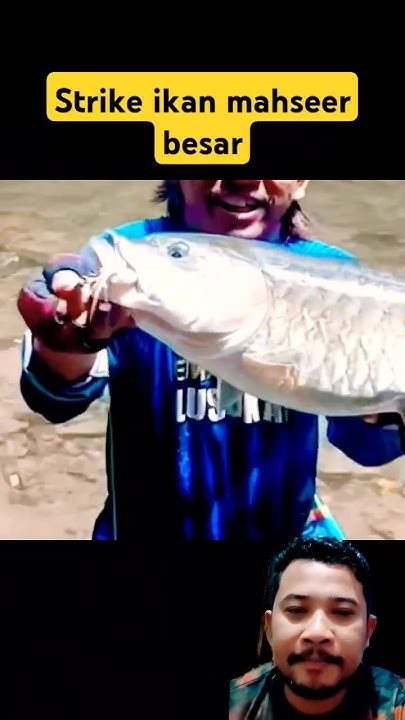 Strike ikan mahseer besar di pedalaman kalimantan ! #mancing #mahseerfish #fishing # ...