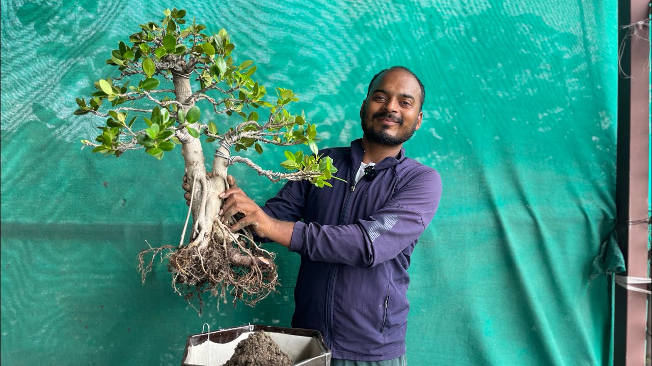 इस बोनसाई की स्टाइलिंग करने में लगे पूरे 3 दिन 🪴👌 Ficus Bonsai Step by ...