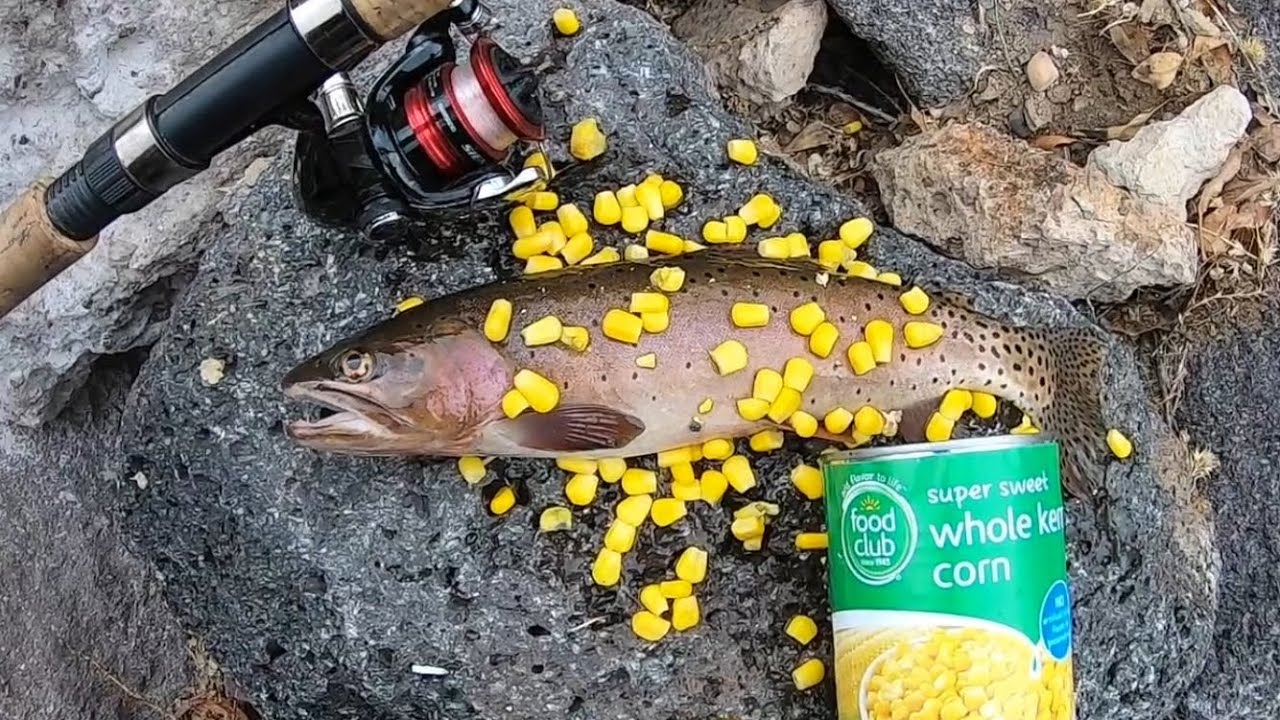 Trout Fishing With Canned Corn! - Catch n’ Cook - YouTube