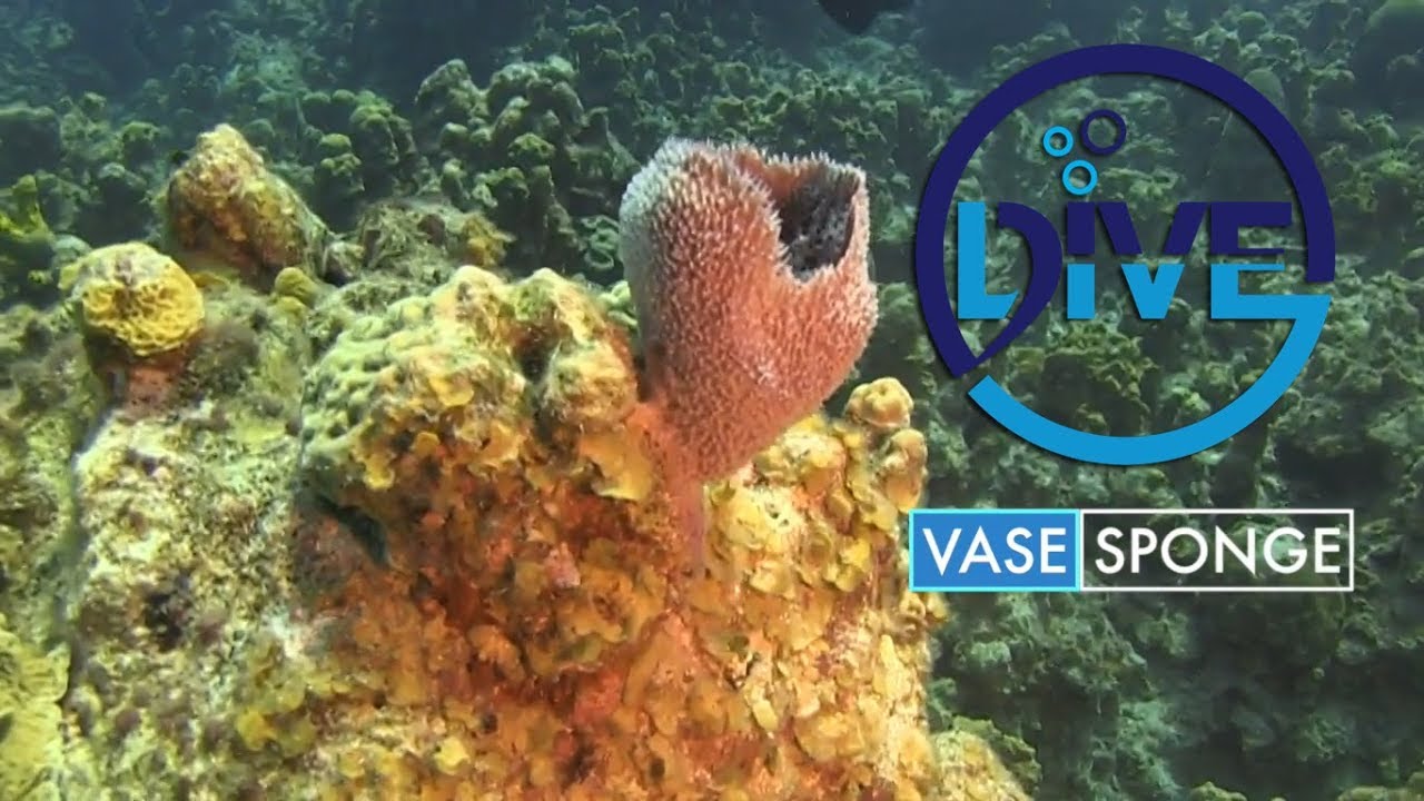 The vase sponge - YouTube