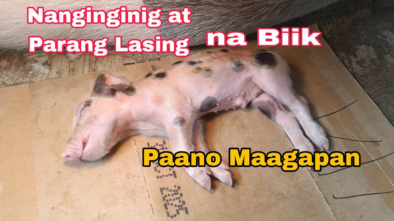 Ang Lunas sa nanghihina, Nanginginig, parang lasing na biik - YouTube