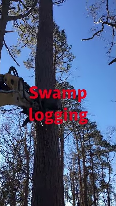 Swamp logging - YouTube