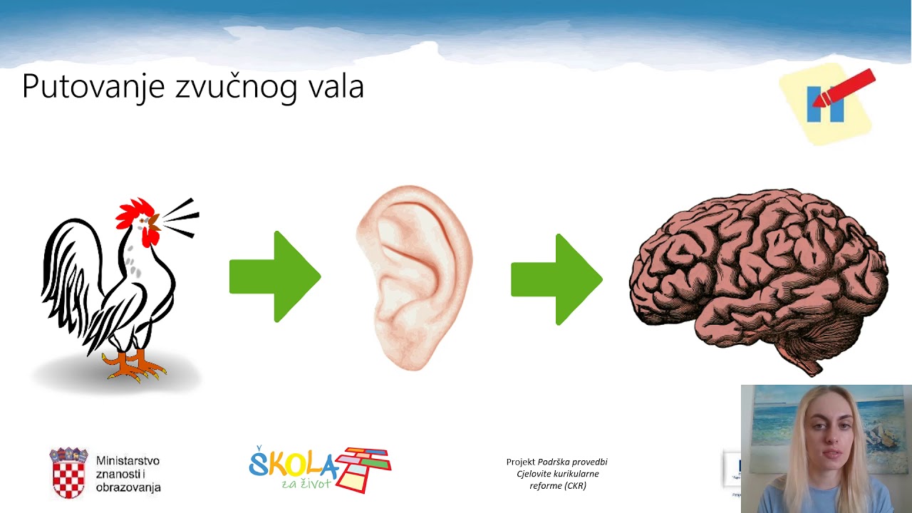 Biologija 8. r OŠ - Osjetilo sluha i ravnoteže (1) - YouTube