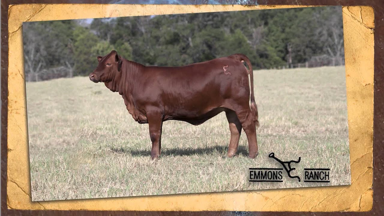 BEEFMASTER BREEDERS UNITED - April 2013 - YouTube