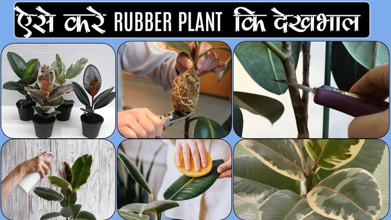bonshai rabar plant grow 🪴 and care rubber plant - YouTube