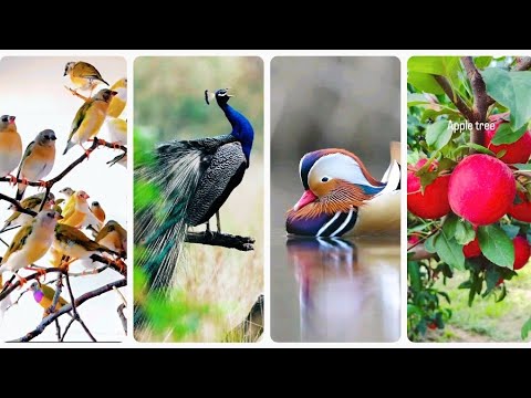 Beautiful Natural Birds|Beauty of Nature#nature#birds#naturalsounds ...