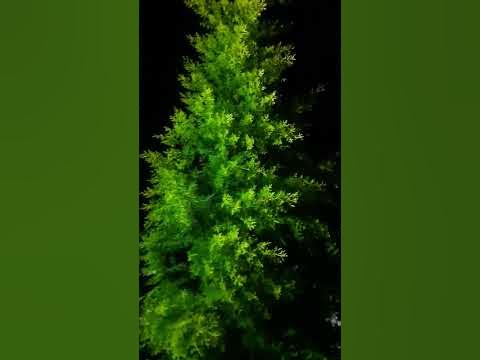 Pine Tree - YouTube