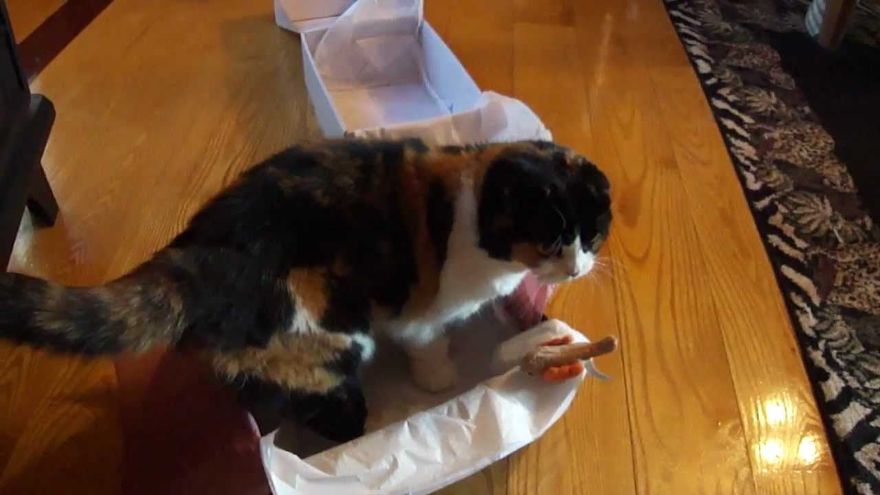 Scottish Fold calico cat and her new toy bird - YouTube