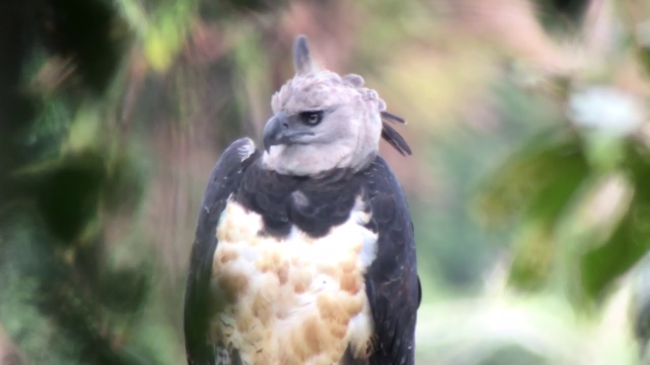 Harpy Eagle - Gavião-real - YouTube