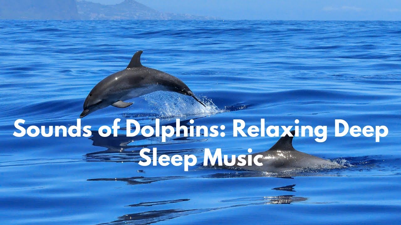 Sounds of Dolphins: Relaxing Deep Sleep Music - YouTube