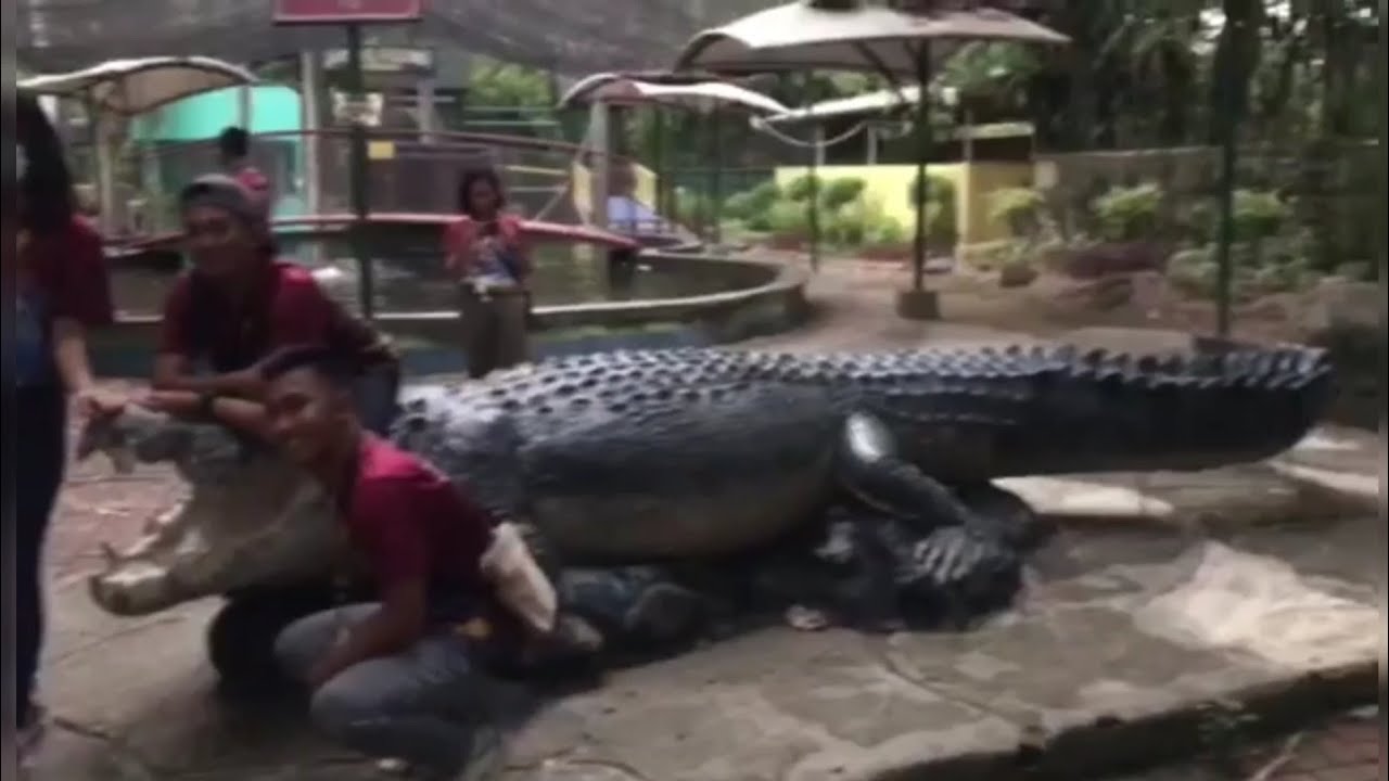 Davao Crocodile Park & Zoo Tour - YouTube