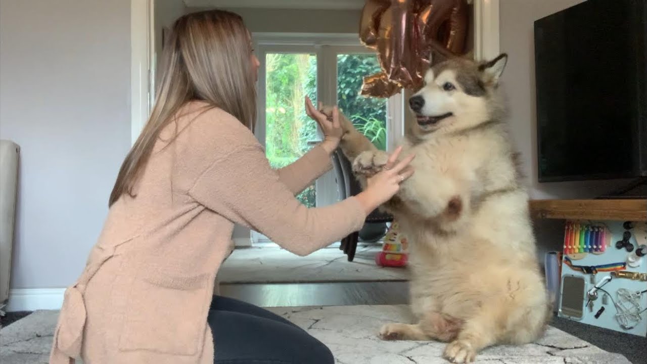 Teaching An Old Dog New Tricks. Phil V Niko (And Talking Milo!) - YouTube