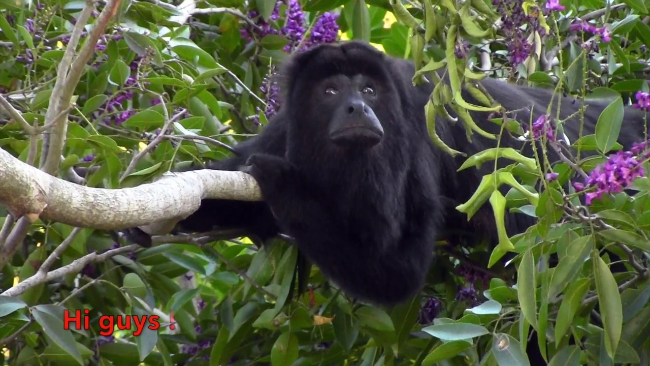 Howler Monkey Howling. English Subtitles - Mono Aullador o Saraguato ...