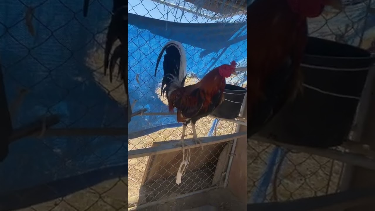 Pure sweater roosters - YouTube
