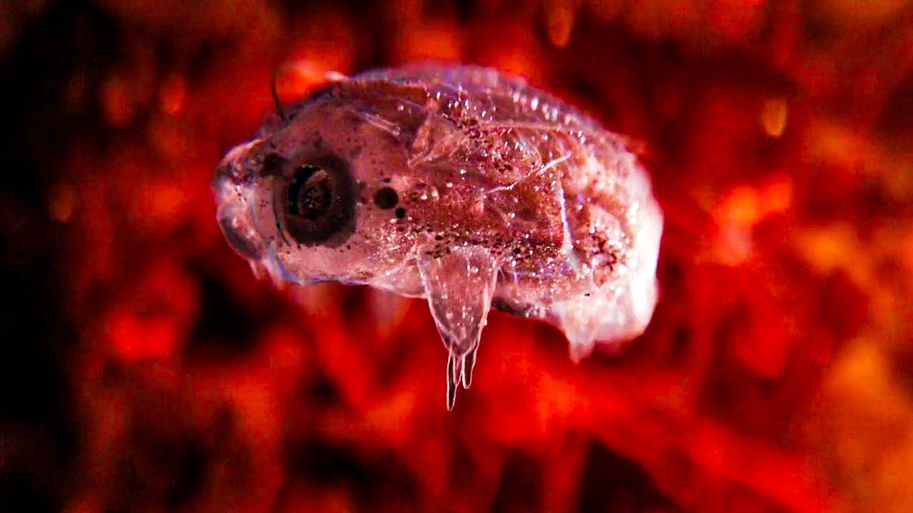 These Psychic Insects Turn Humans Into Violent Zombies! - YouTube