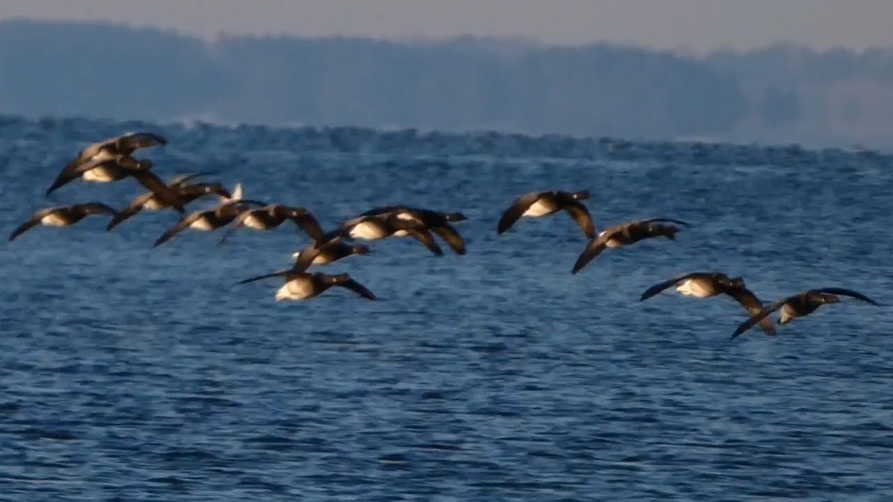 Brant goose flying, eating, call sounds - YouTube