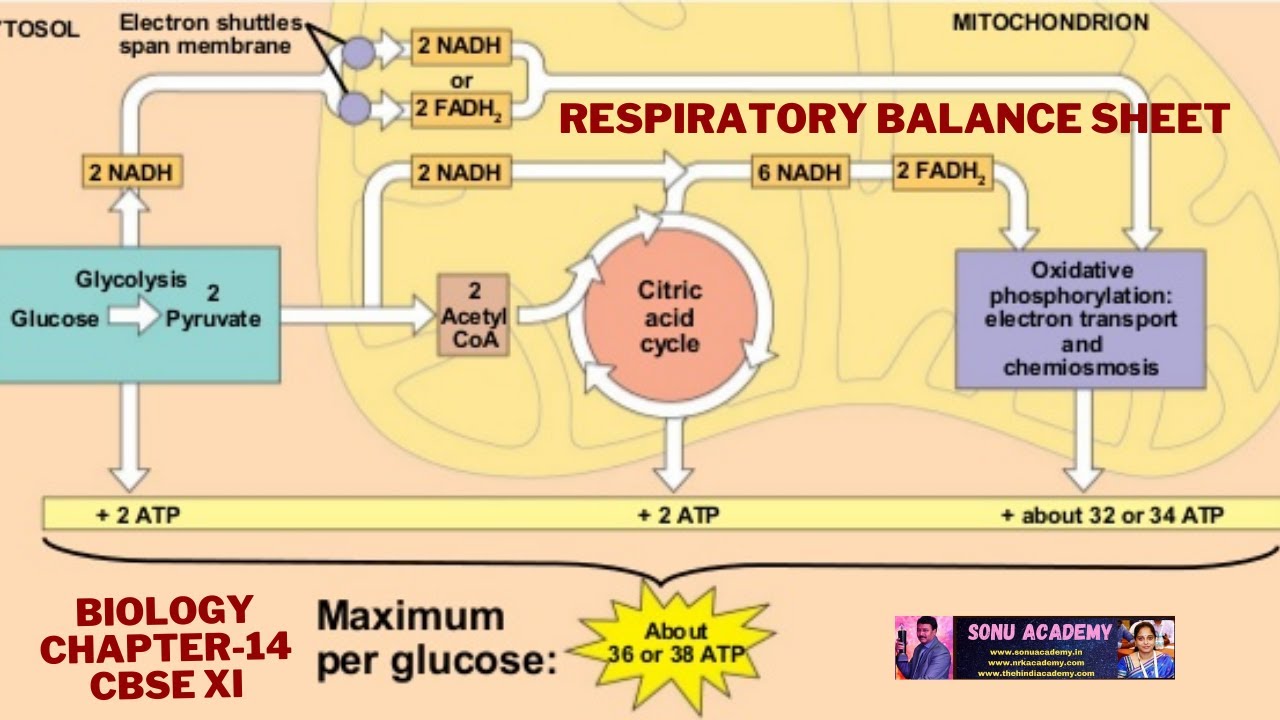 Respiratory balance sheet | Respiration in Plants | Chapter-14 ...