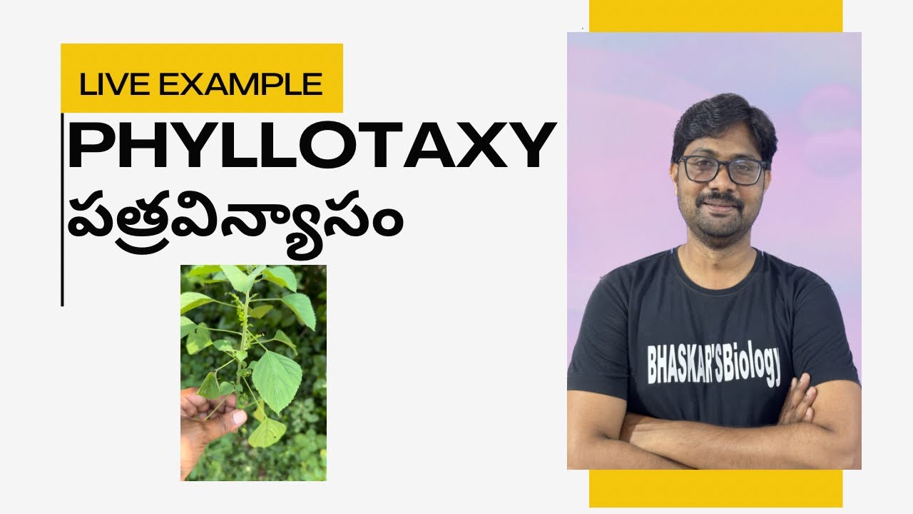 Phyllotaxy || పత్రవిన్యాసం || Explained with Live Examples - YouTube