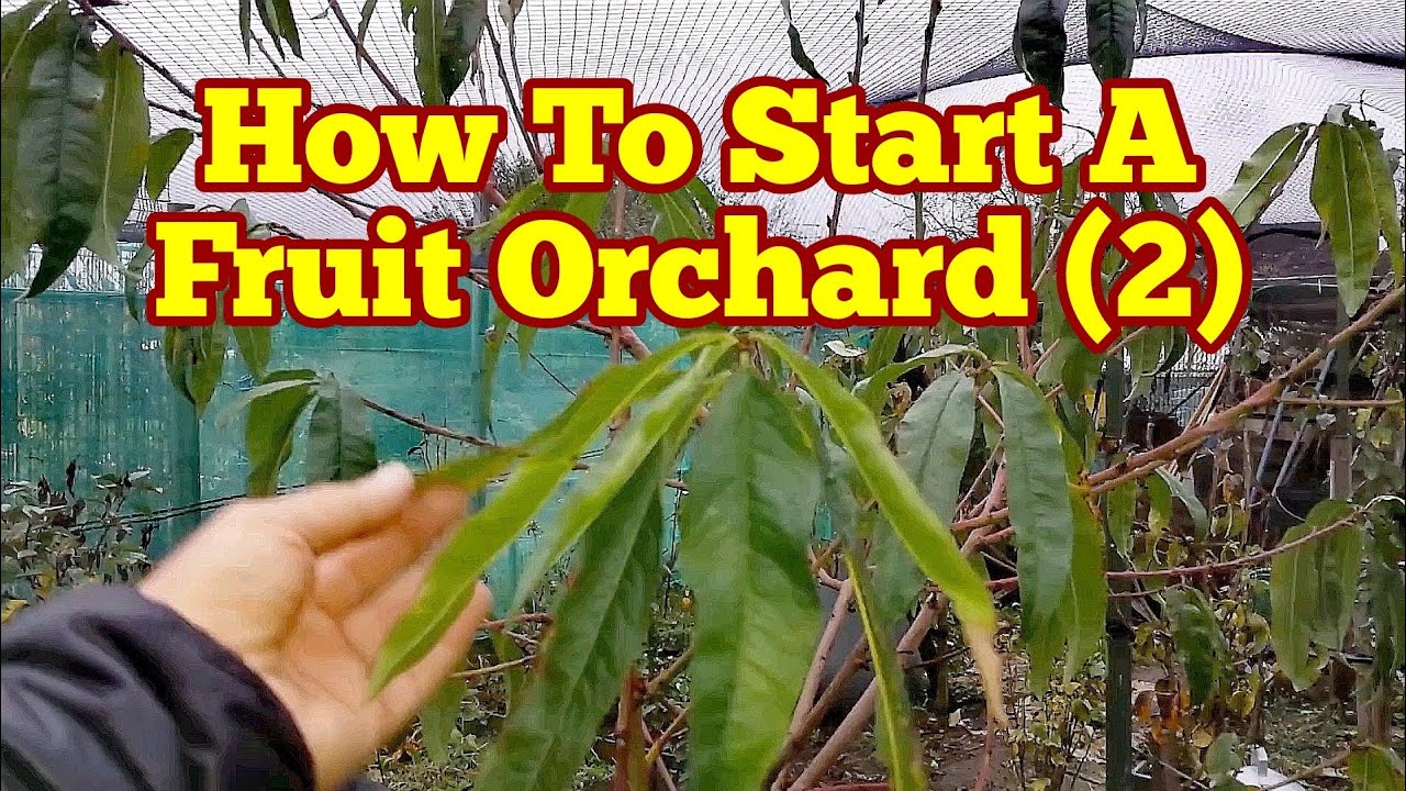 How To Start A Fruit Orchard (Part 2): What Fruits To Grow Successfully ...