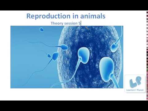 CBSE 8th Biology Reproduction in Animals Class notes session 5 - YouTube