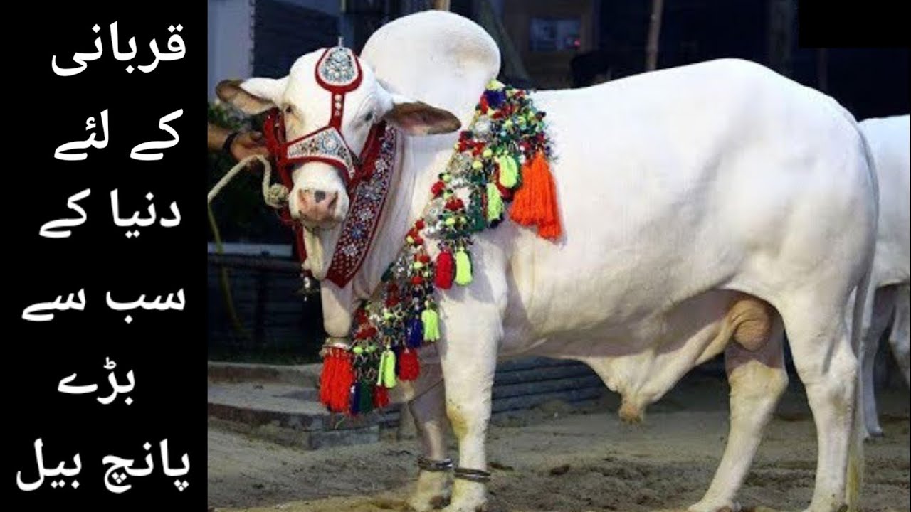 5 qurbani ka barday janwar cow | qurbani kaliye janwar khreeday ...