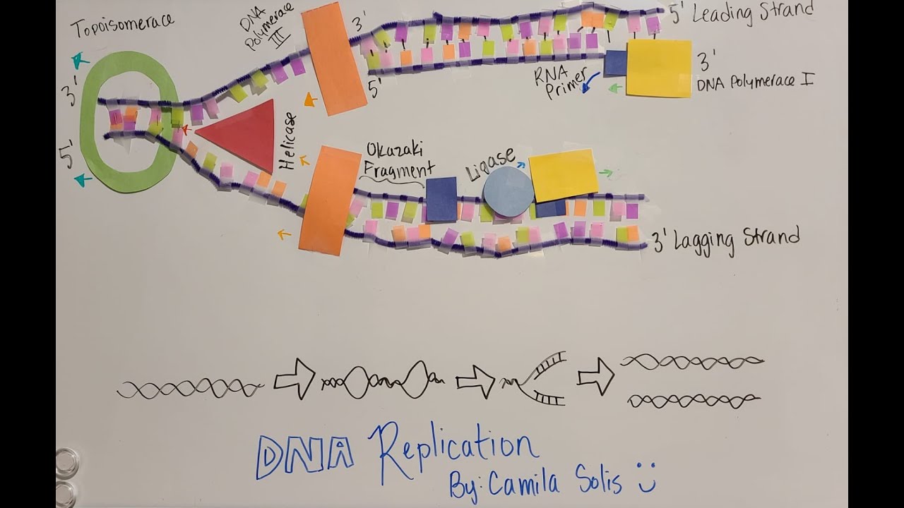 DNA Replication - YouTube