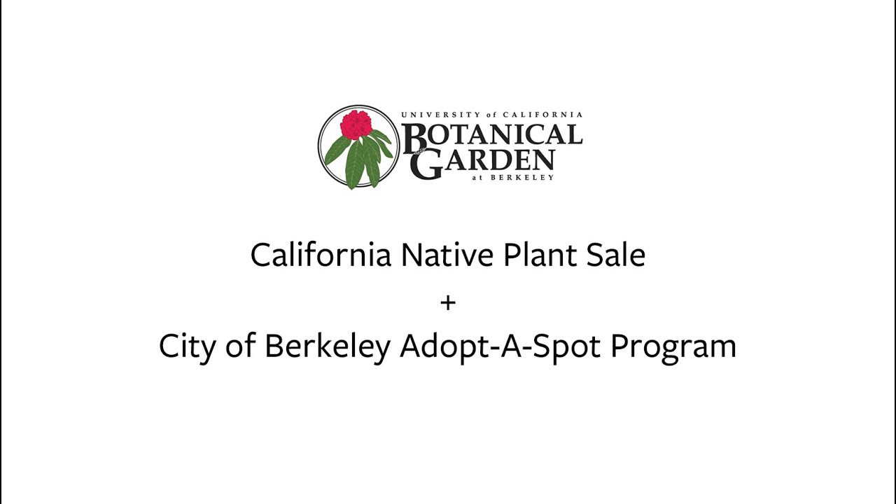 California Native Plant Sale and Berkeley Adopt-a-Spot Program - YouTube