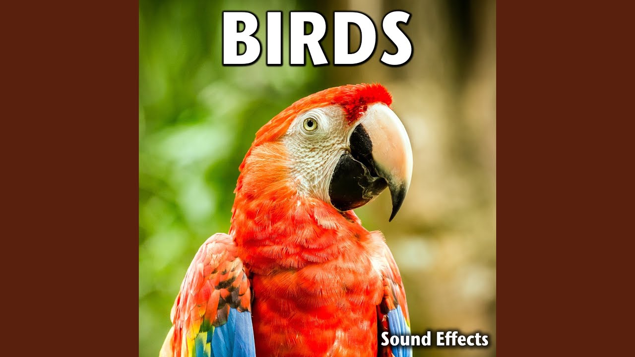 Roosters Constant Calling - YouTube