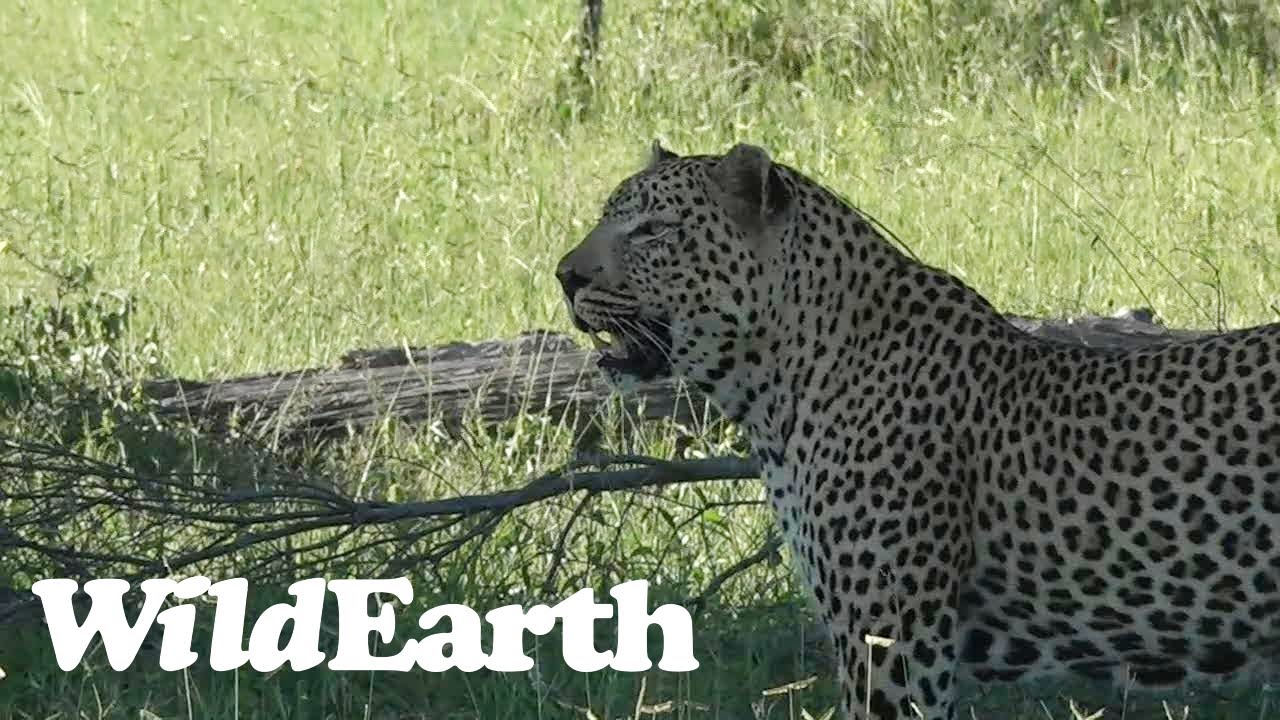 WildEarth - Sunset Safari - 13 Jan 2023 - YouTube