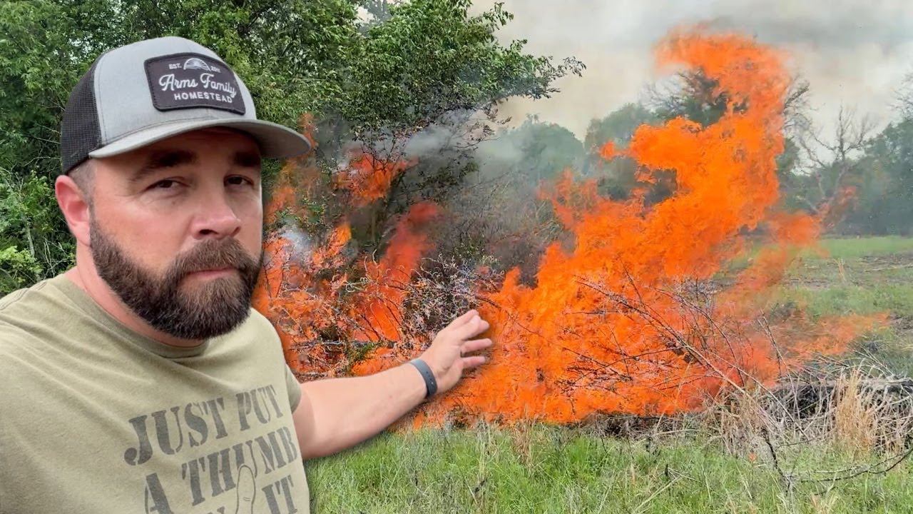 Cedar Trees Must Burn IF This Property Will Ever Be Nice Again. - YouTube