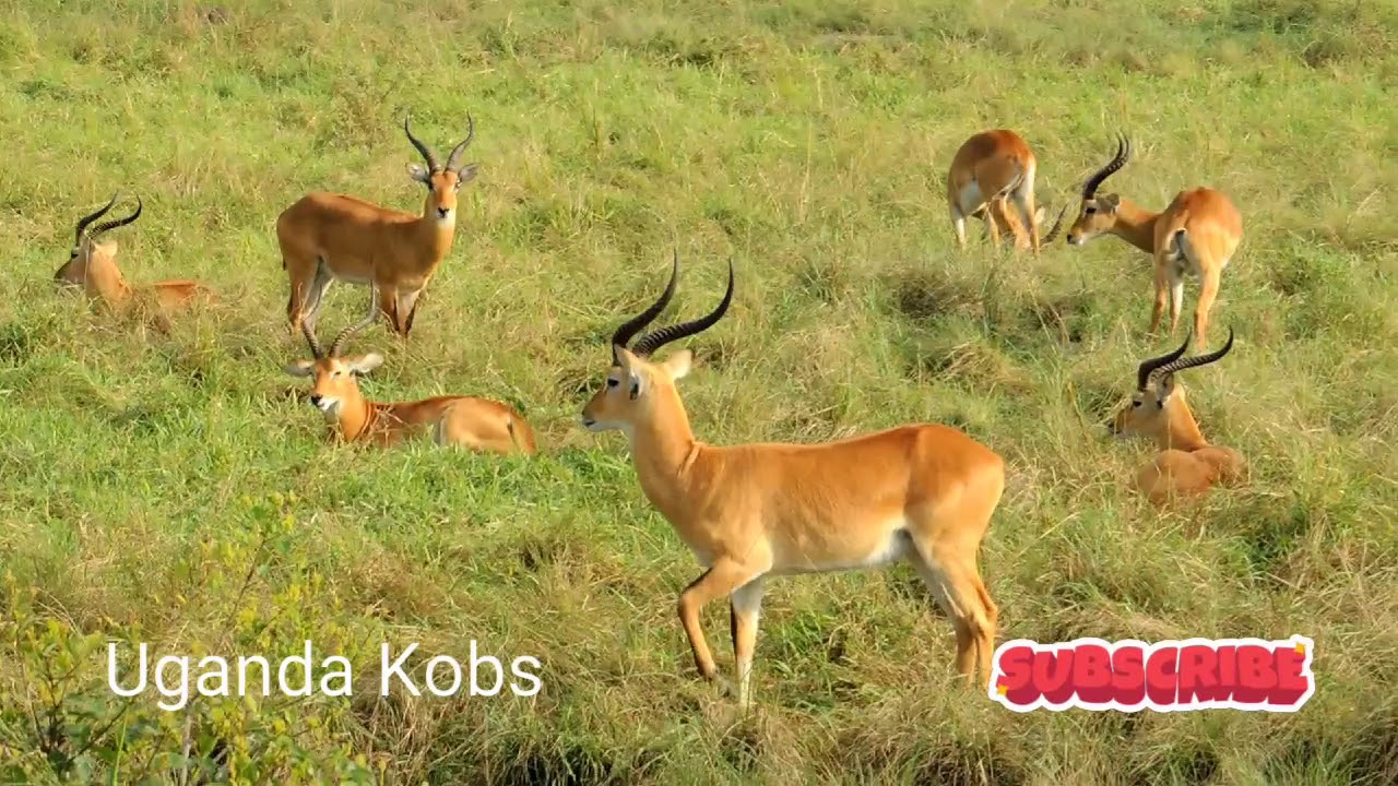 The Uganda Kob the National Animal of Uganda. - YouTube