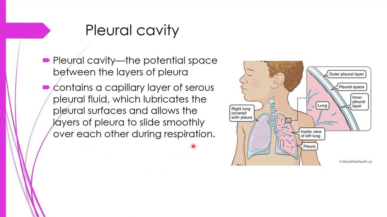 Anatomy of Lungs, Pleurae & Broncho pulmonary Segments - YouTube