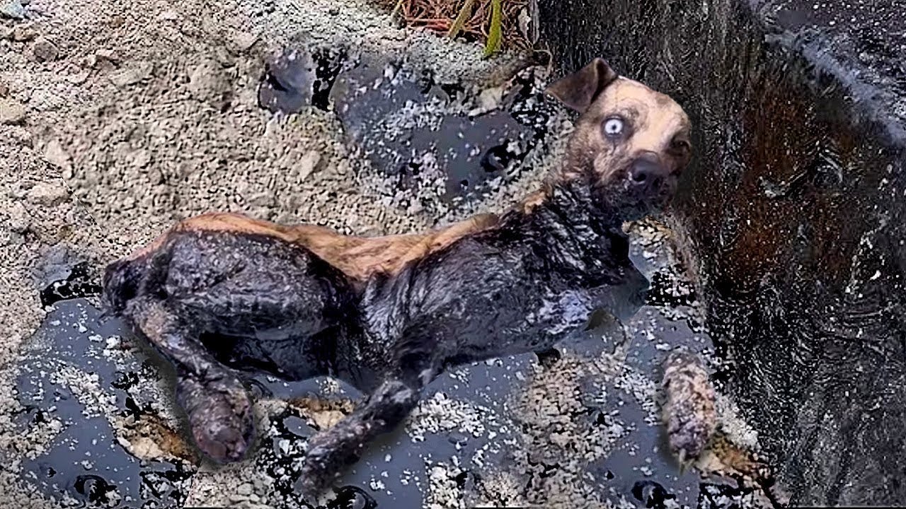 The Scream of a Helpless Dog in a Tar Pit Looking for Food - YouTube