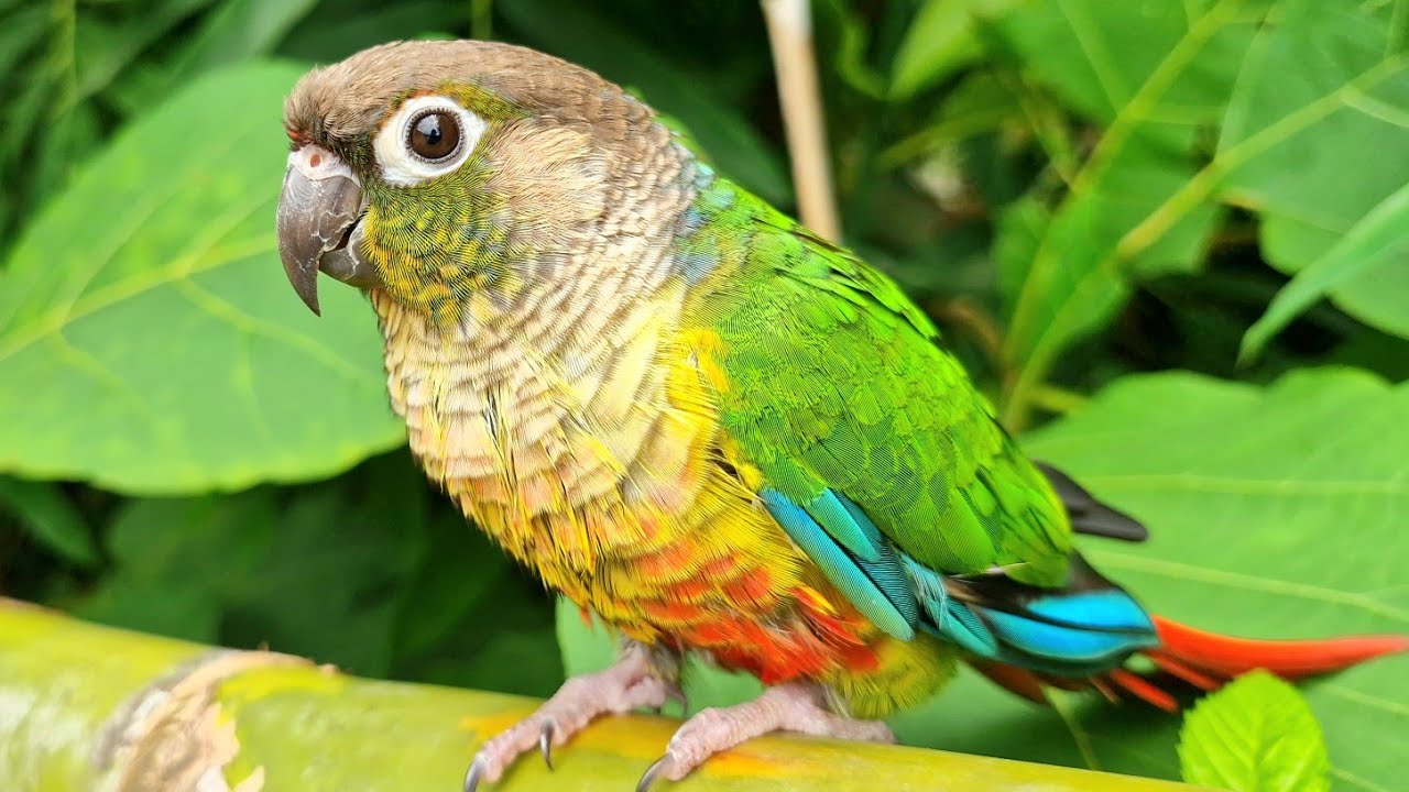 I hope you like my singing : green cheek conure , Yellow sided conure ...