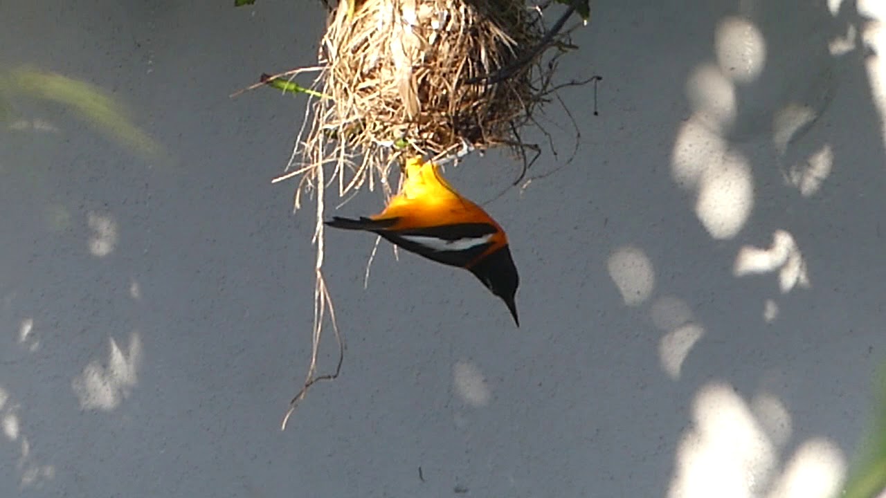 Turpial Venezolano tejiendo nido - YouTube