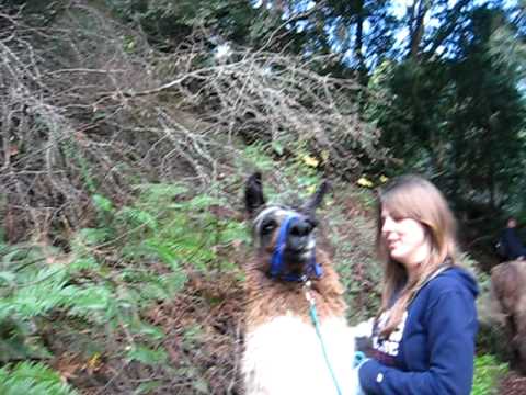 Llama Noise - YouTube