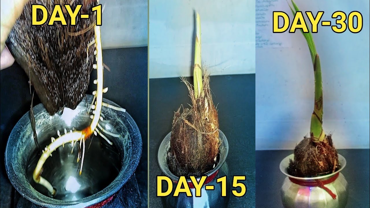 नारियल का पौधा कैसे लगाएं || How to grow coconut plant at home ...