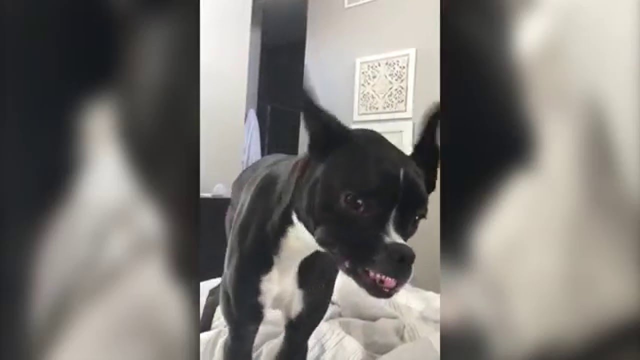 Slo-Mo Dog Shakes Head - YouTube